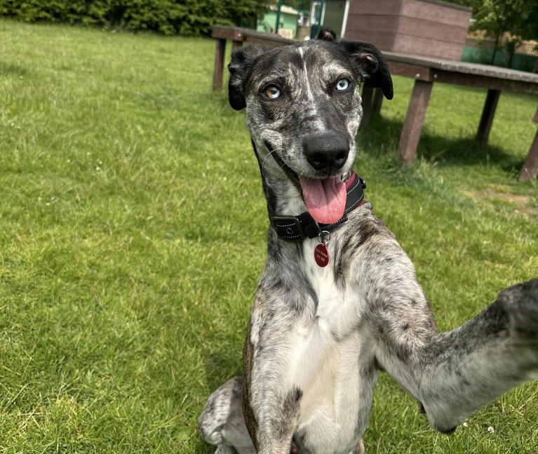 Adopt a dog Sheffield: Look into the eyes of these 11 expressive dogs ...