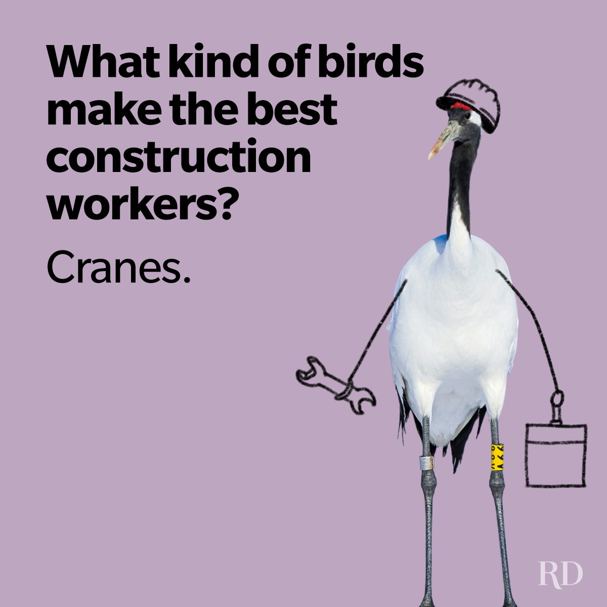 82 Clever Bird Puns and Jokes That’ll Make Your Whole Gaggle Giggle