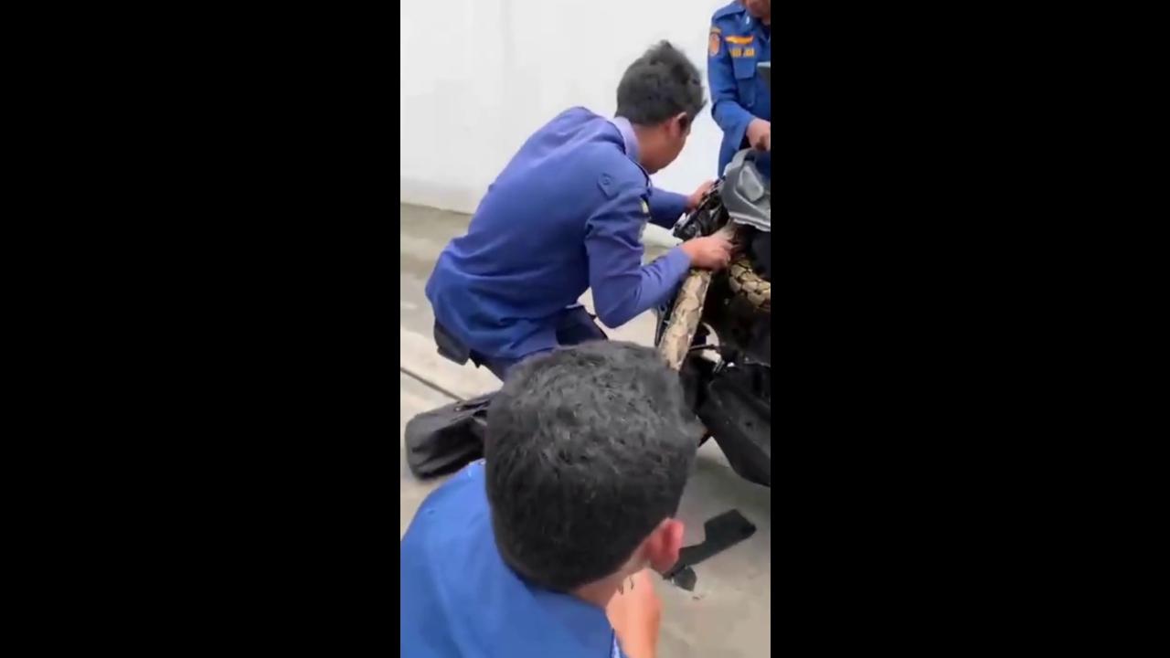 Python stuck inside motorcycle rescued by firefighters in Indonesia