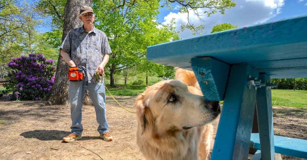 1,000 dogs volunteer for first-ever 'canine-citizen science' study ...