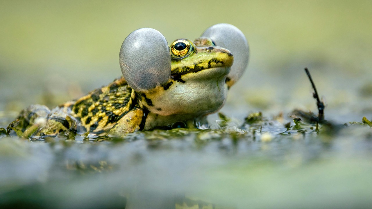 Woman eats eight frogs for back pain in ancient-style remedy