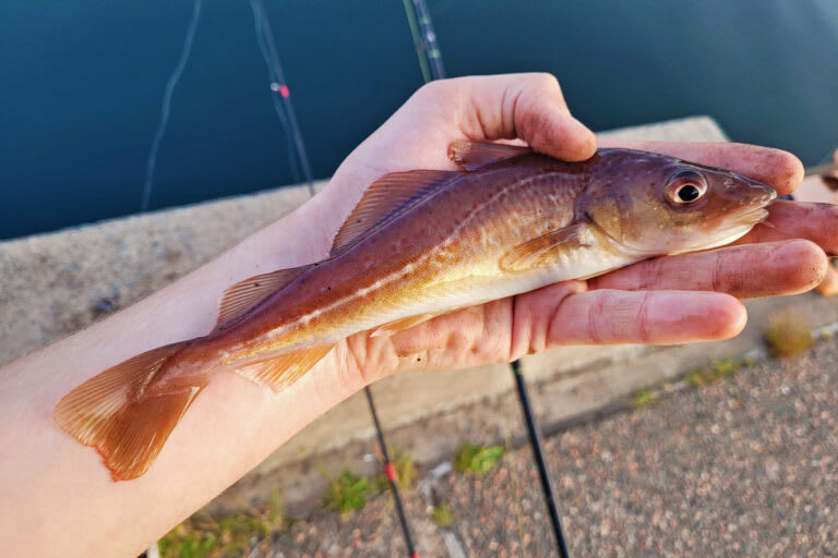 Evolution in overdrive as Baltic cod shrink due to fishing pressure ...
