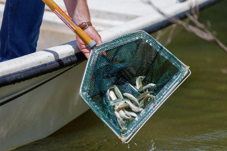 Arkansas Game and Fish launches program to work with anglers to grow ...