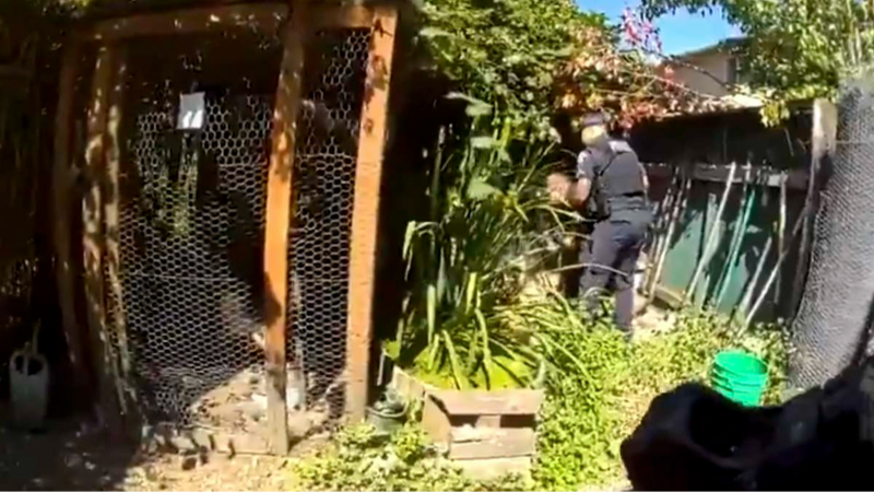 He hid from cops in a chicken coop. Now Pierce County man is charged ...