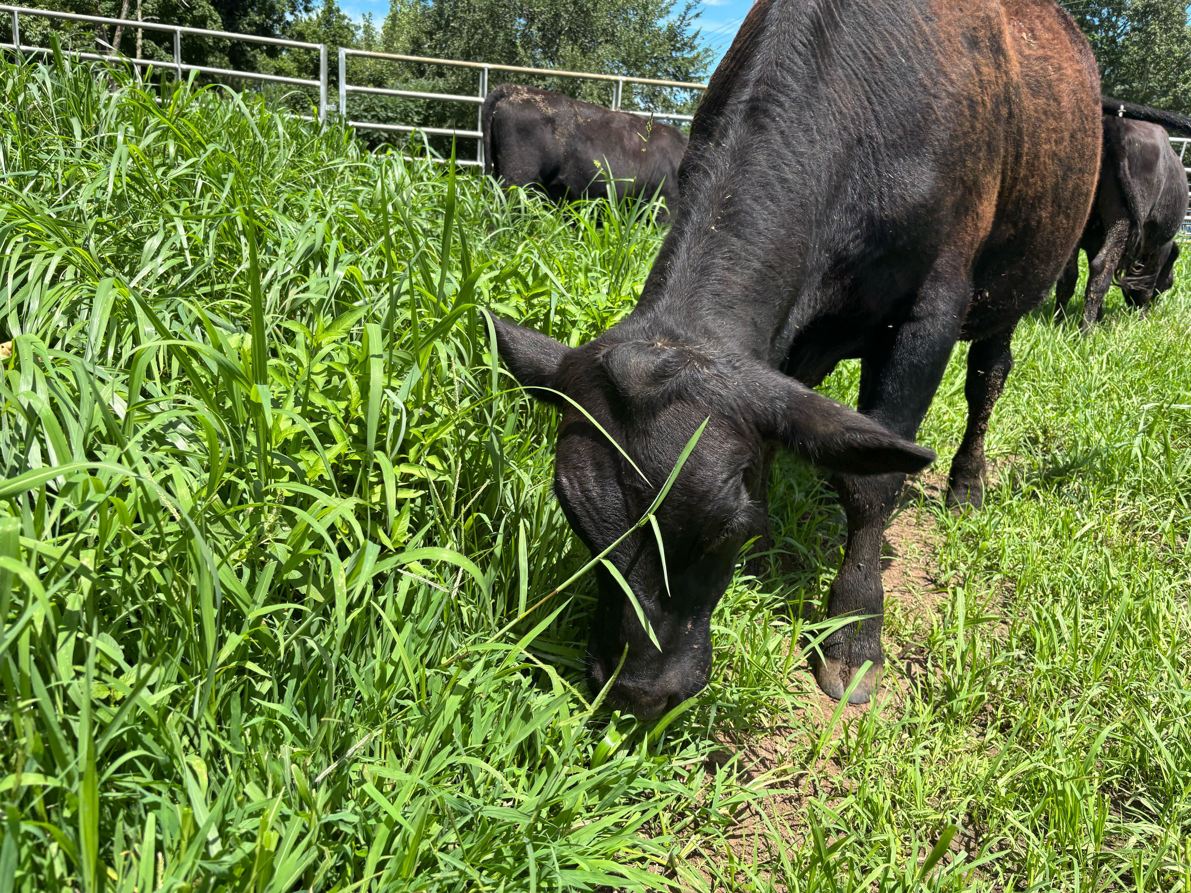 Exploring the impact of rising beef prices in Connecticut