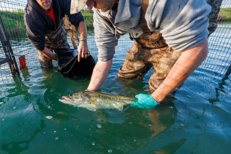 Arkansas Game and Fish launches program to work with anglers to grow ...