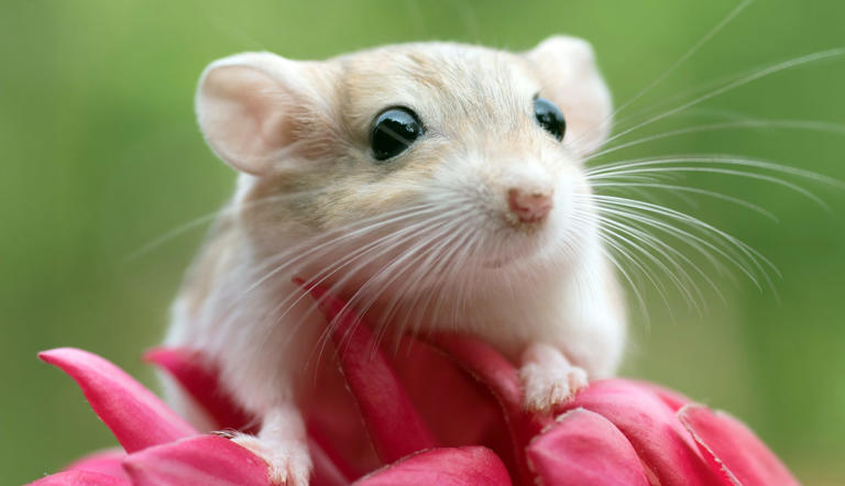7 Facts About Wet Tail in Pet Hamsters