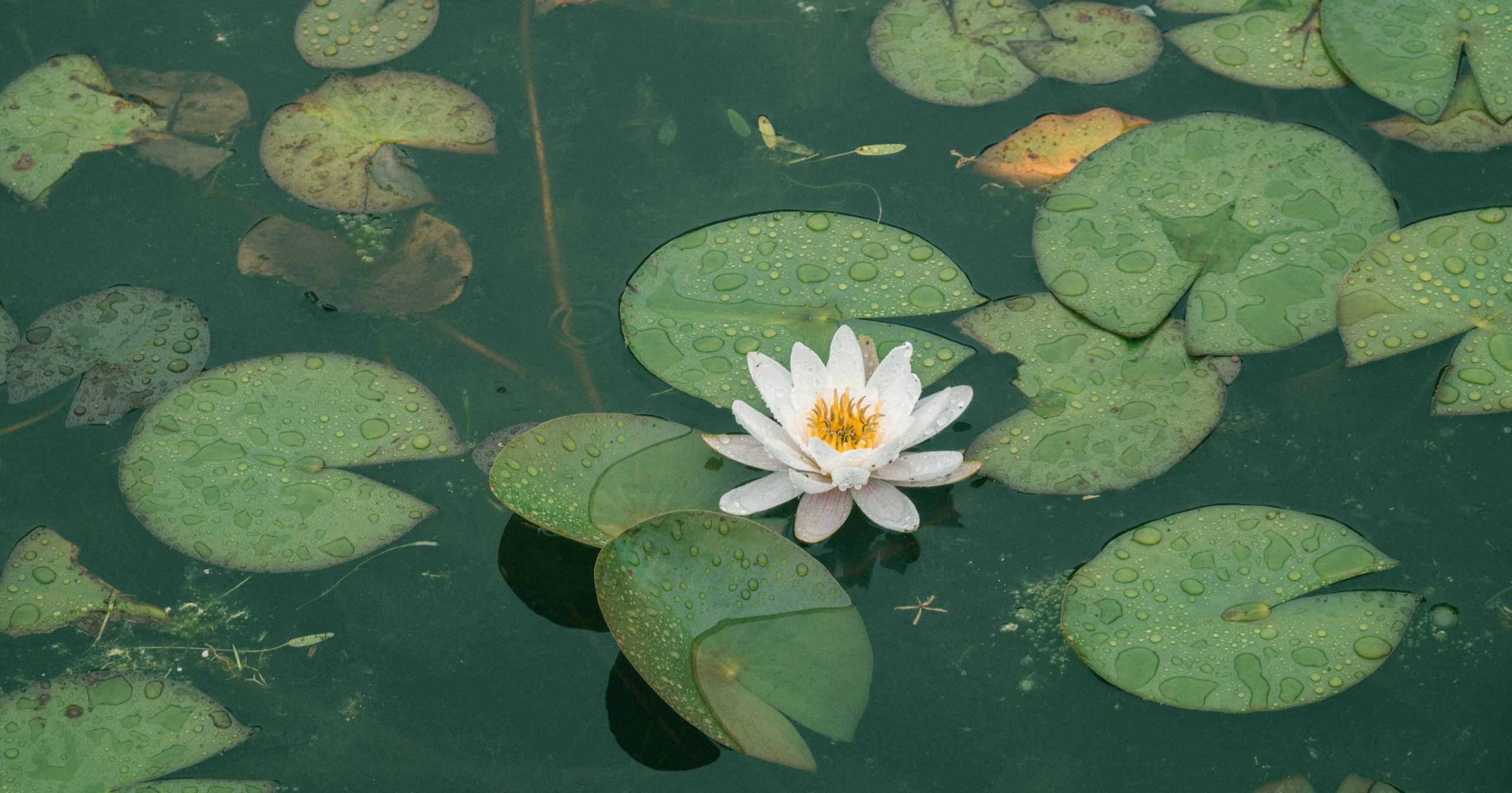 10 Useful Tips for Preparing Your Garden Pond for Fall