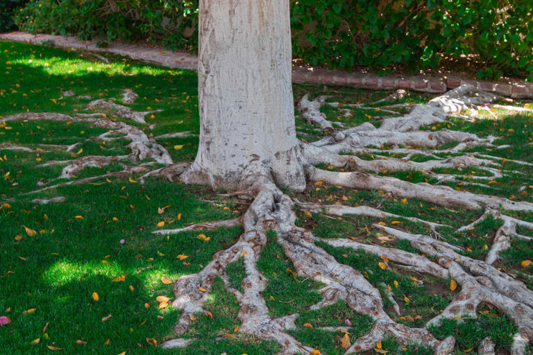How To Deal With Tree Roots That Are Making A Mess Of Your Yard