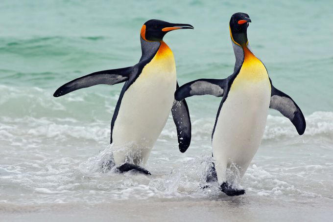 12 Fascinating Penguin Facts That You’ve Never Heard Before