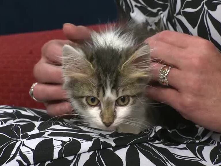 Deputy Travis Junior ready to keep order in a fur-ever family