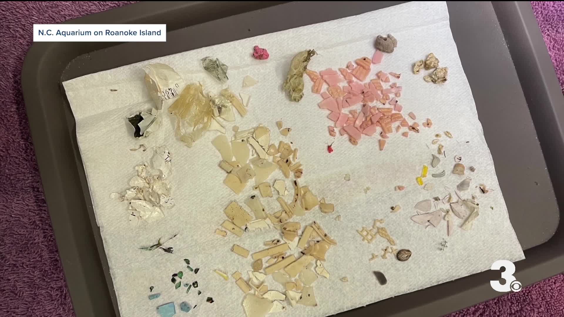 An x-ray of a sea turtle, with a message about conservation