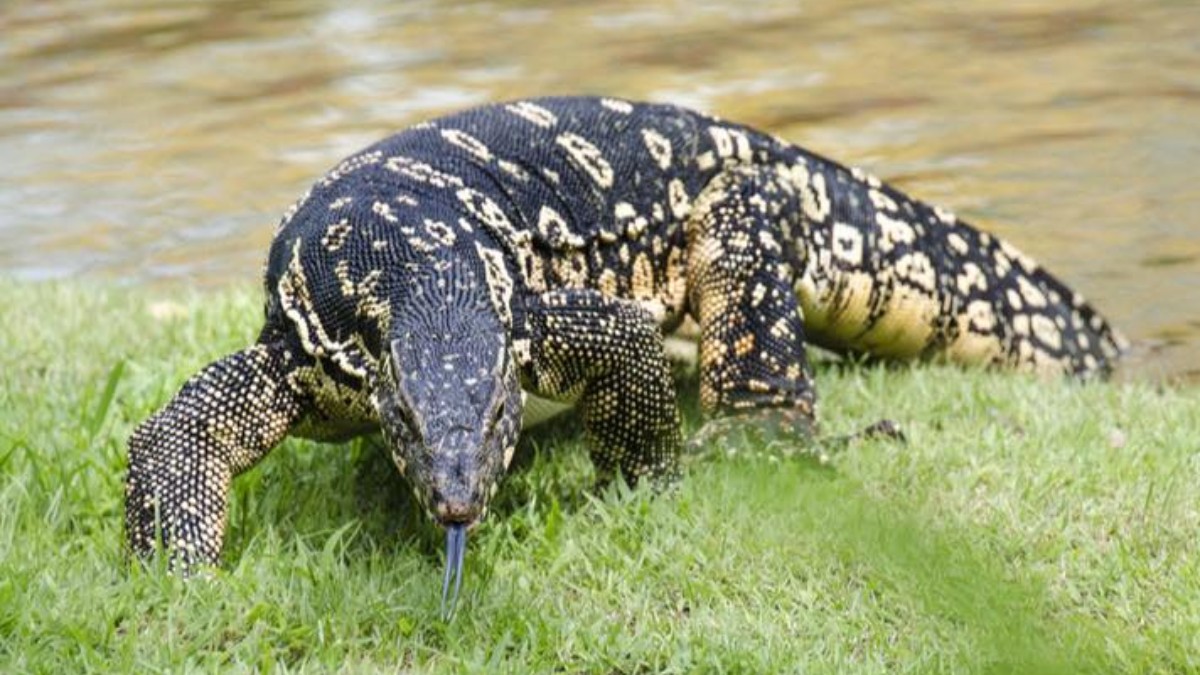 Large lizard on the loose in Webster, officials say