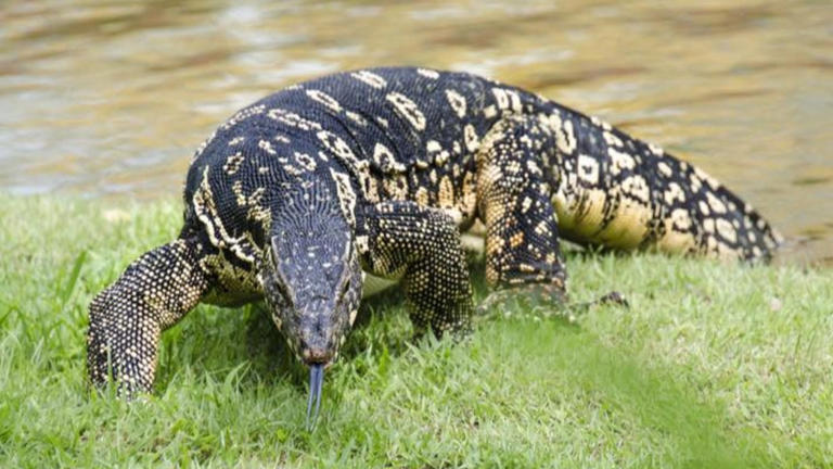 Large lizard on the loose in Webster, officials say
