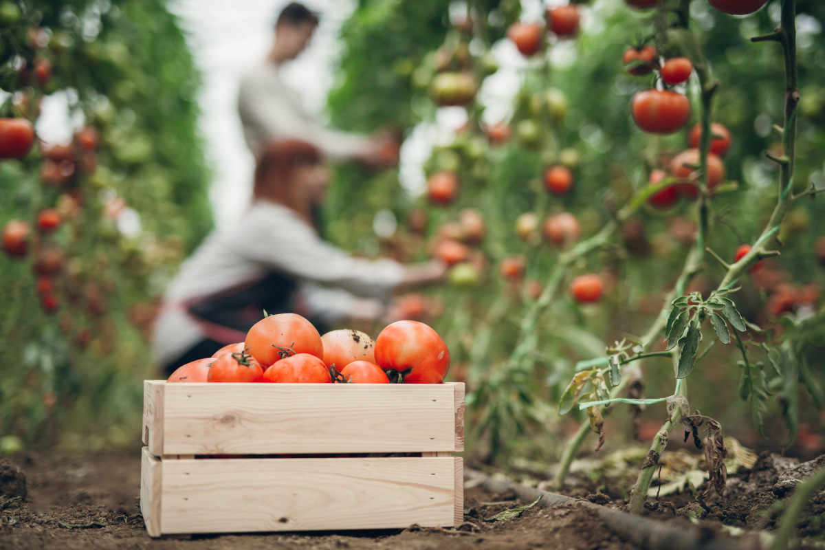 Gardener Shares Best ‘Hydrating’ Veggies to Plant During the Summer Heat