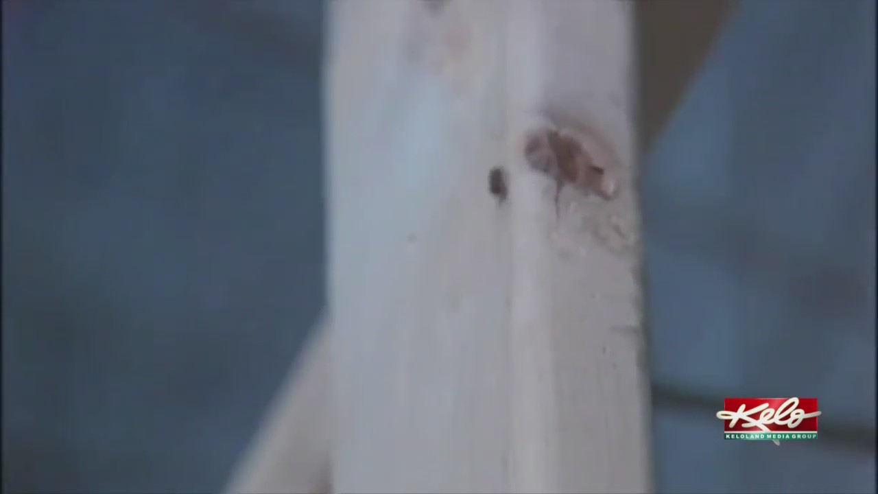 A slumber party nightmare