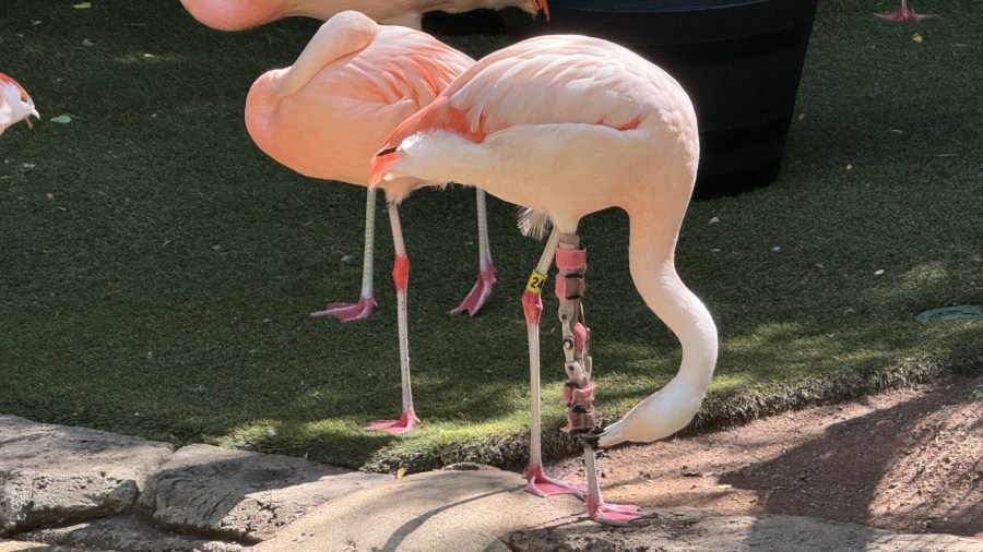 John Ball Zoo flamingo struts his stuff with custom leg brace
