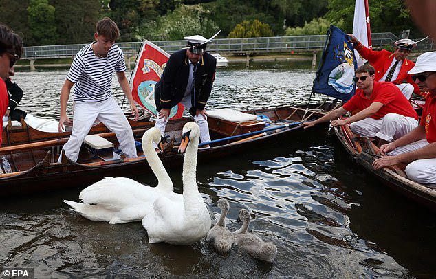 Swans are back on the Thames! Numbers of beloved Royal birds shoot up ...
