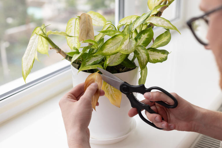 Esta mezcla casera ayuda a recuperar plantas marchitas en pocos días