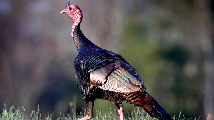Citizen scientists needed for wild turkey surveys in Iowa and Illinois
