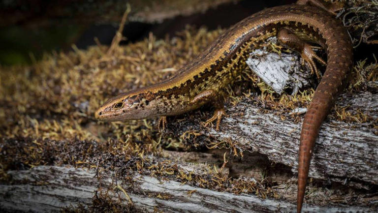 With just 30 creatures left in world, experts rush to save New Zealand ...