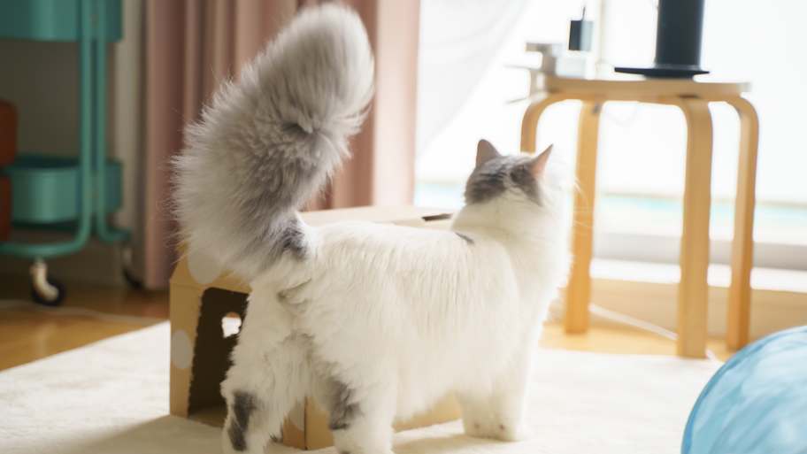 Why Is My Cat's Tail All Puffed Up?