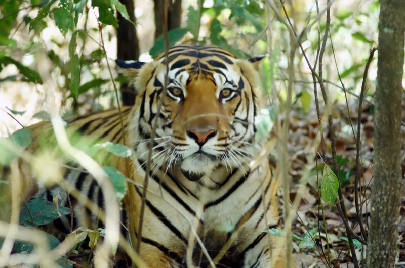 Mobile towers to come up in MP tiger reserve to combat Naxals