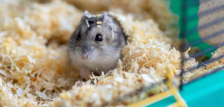 7 Facts About Wet Tail in Pet Hamsters