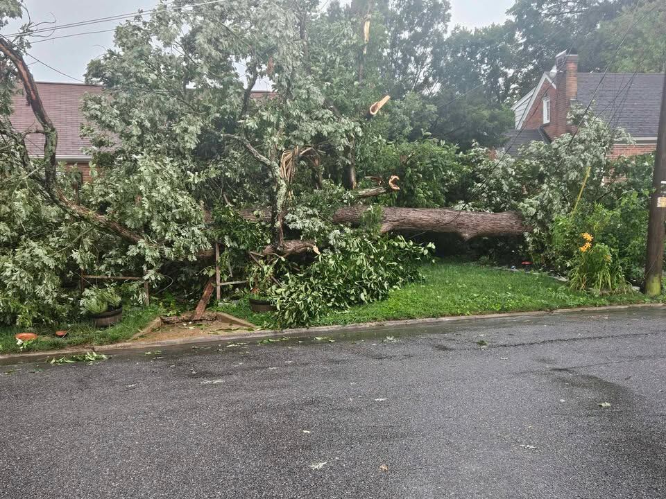 Trees fall onto houses, roads during severe storms