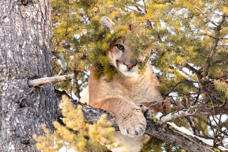 Game and Fish commissioners shrug off pressure, reverse hike in hunting ...
