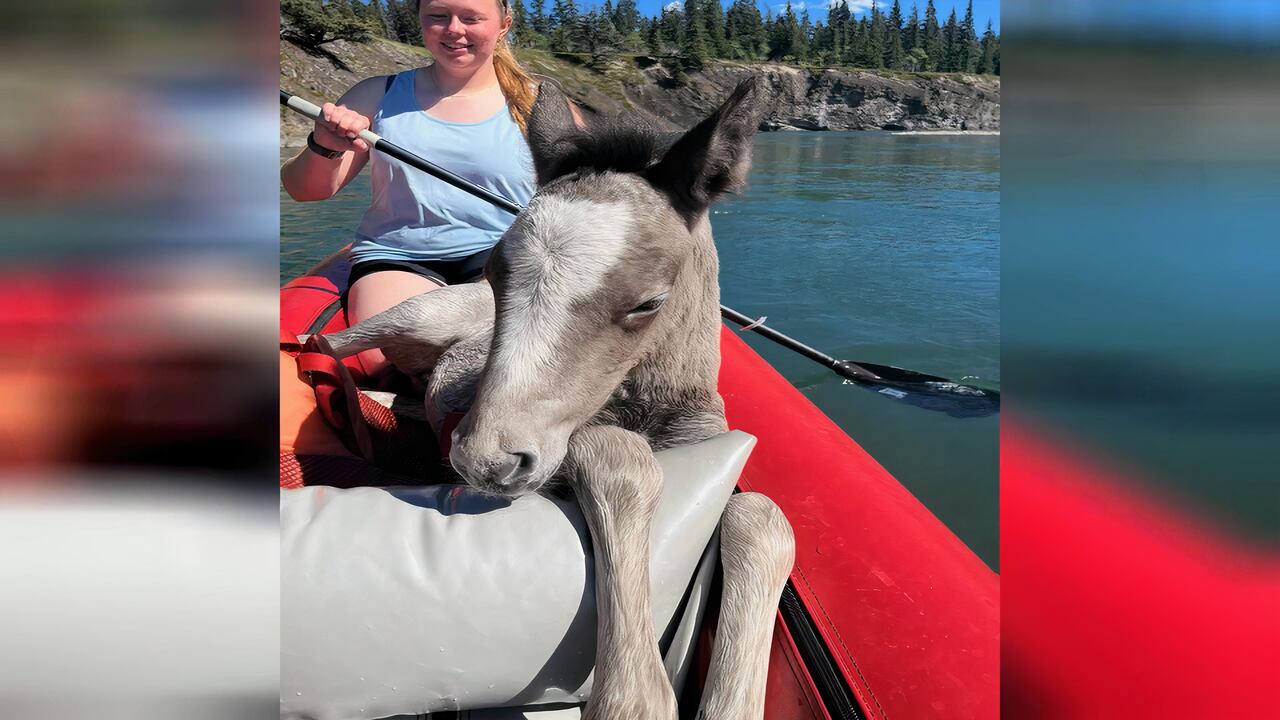 Foal rescued from river
