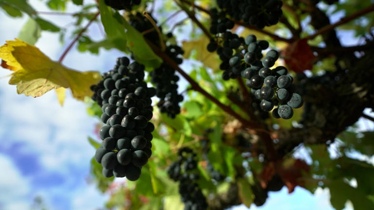 Sunraysia wine grape grower's chemical-free approach a point of ...