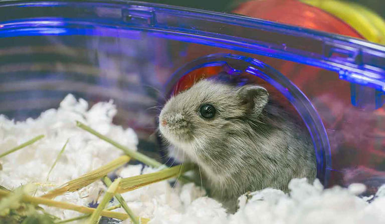 7 Facts About Wet Tail in Pet Hamsters