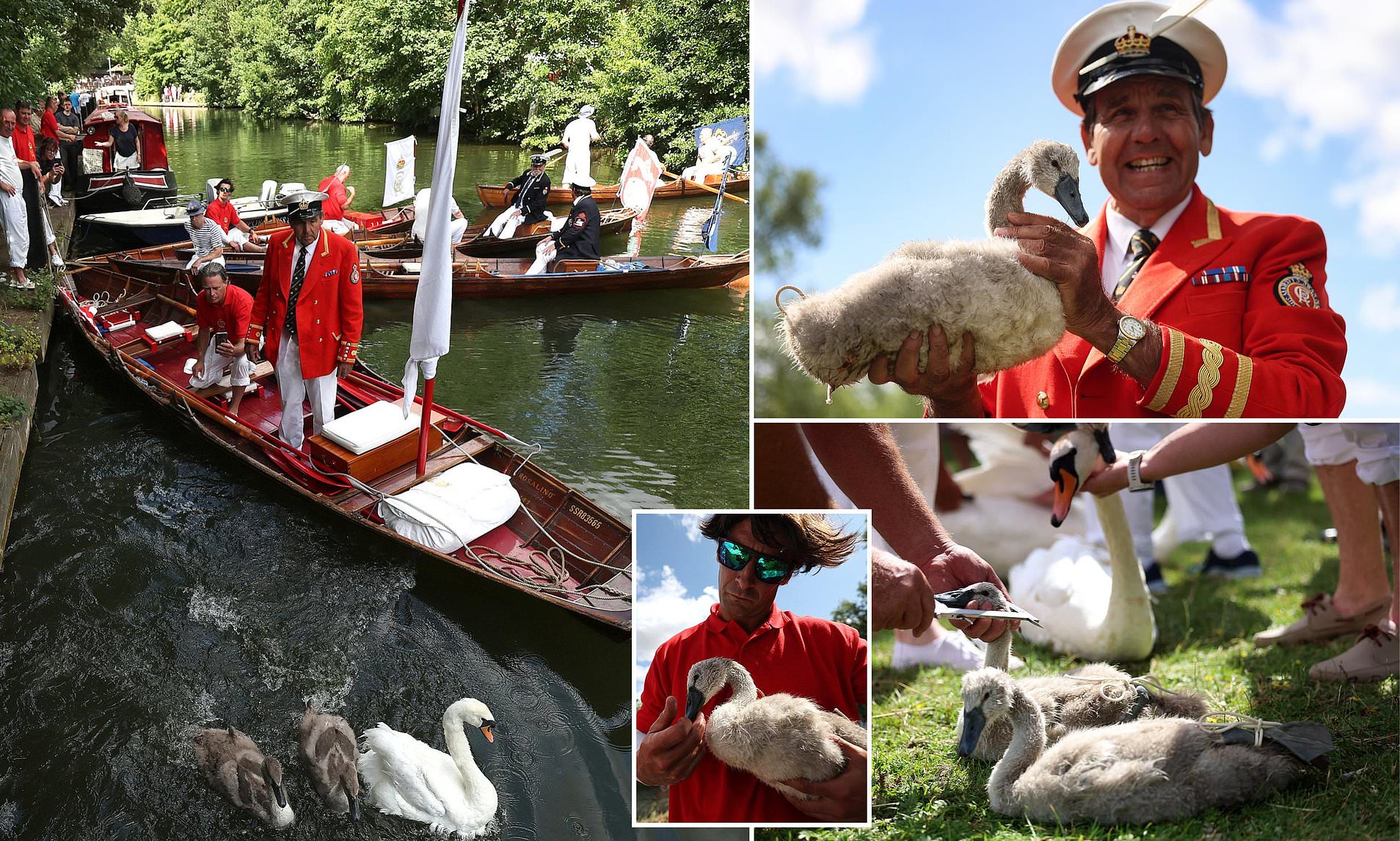 Swans are back on the Thames! Numbers of beloved Royal birds shoot up ...
