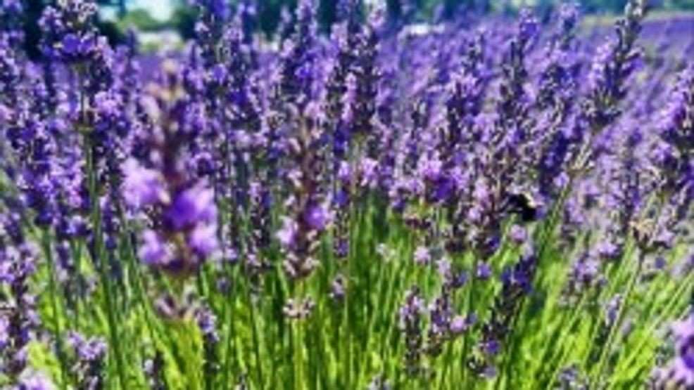 Happening this weekend: Lavender Daze festival at Indigo Lavender Farms