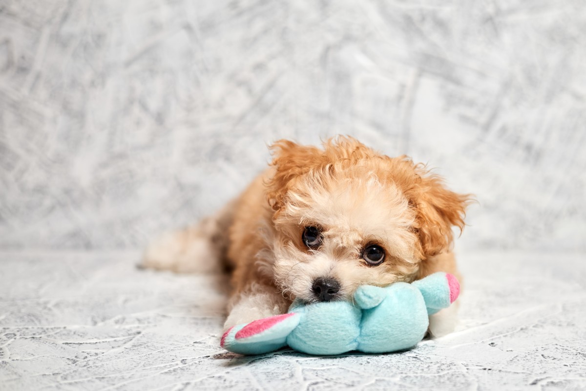 This New Stitch Toy Is So Adorable, You'll Want One For Yourself