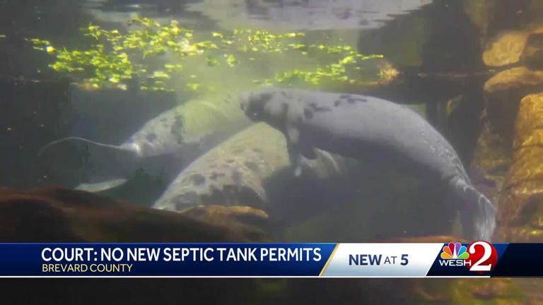 Federal judge halts new septic tank permits to protect manatees