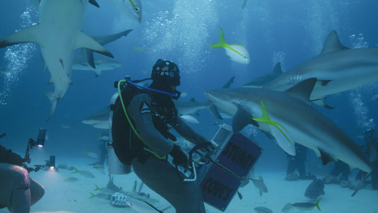 ‘Shark Week’ and ‘Sharkfest’ execs reveal how sharks took over summer ...