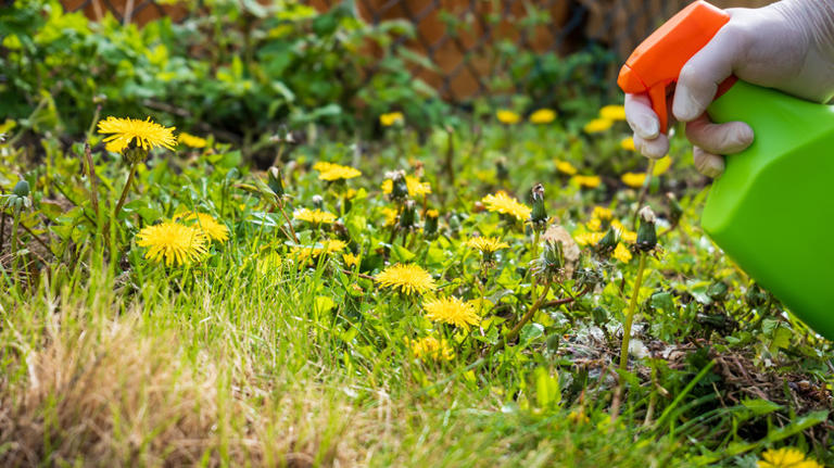 Get Rid Of Weeds In Your Lawn With The Help Of A Bar Cart Staple