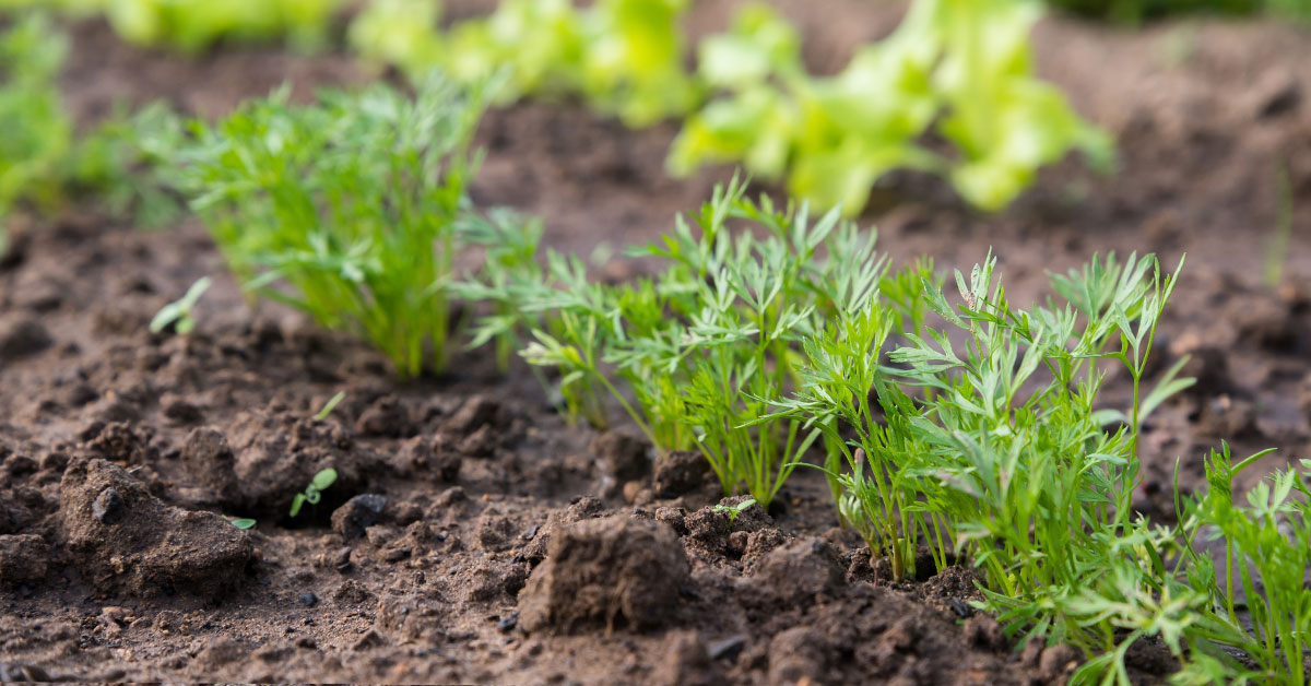 11 Must Know Gardening Rules For Growing Carrots And Parsnips Together