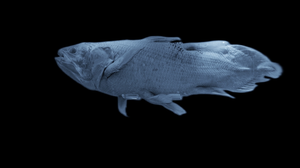 Living Fossils Like the Coelacanth Have Remained Unchanged for 400 ...