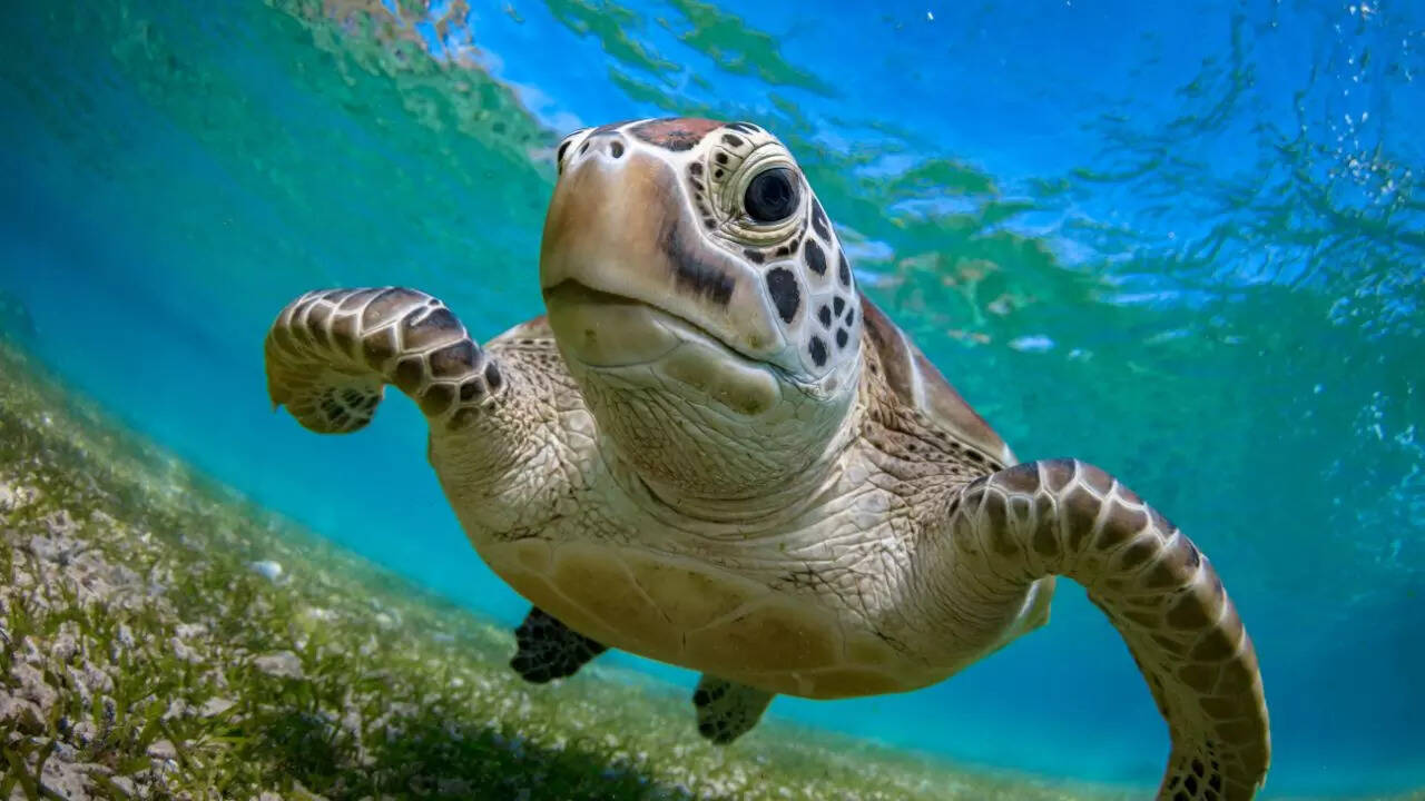 6 surprising turtle facts that show why they’re truly remarkable