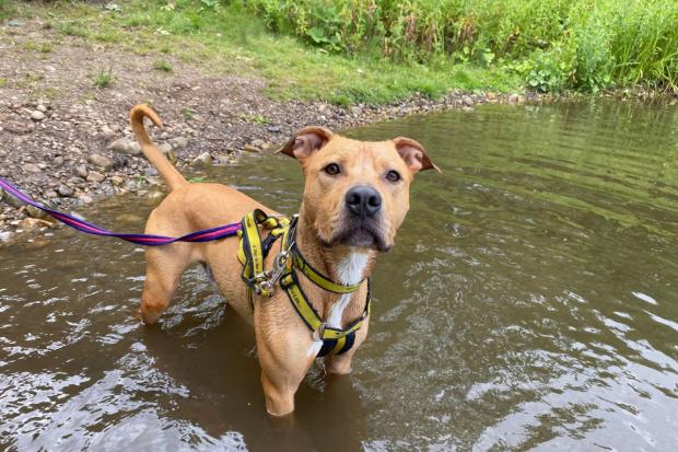 Warning issued after hot weather creates hidden danger for pets