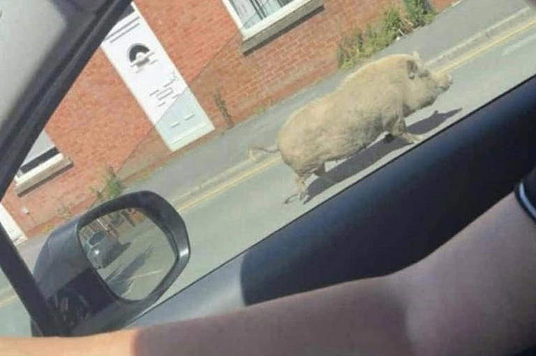 Road hog: Runaway pig blocks main road after 'escaping from farm'
