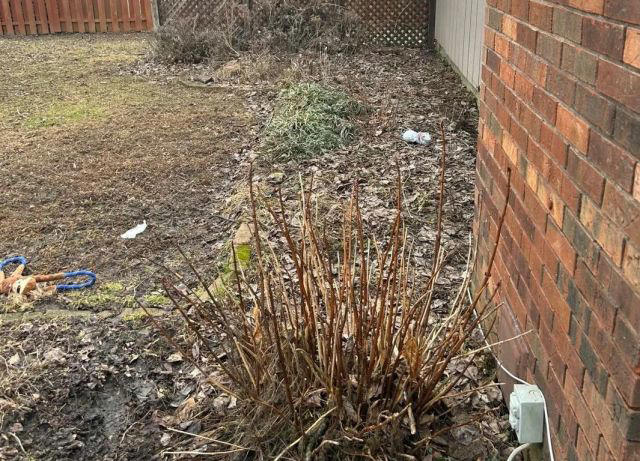 Homeowner shares beautiful before-and-after photos of yard ...