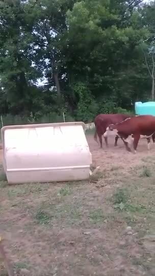 Bull Drags Calf Hutch Around After Getting Stuck in It