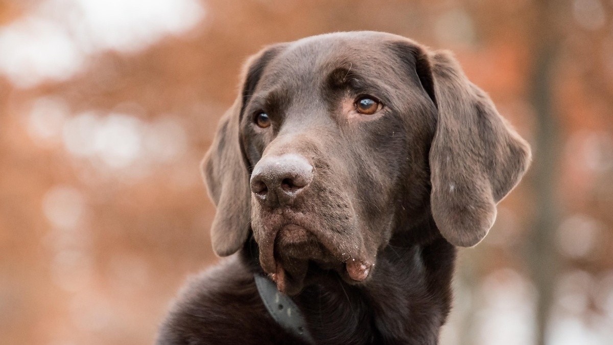 Silent disease in dogs: the threat that hurts but cannot be seen