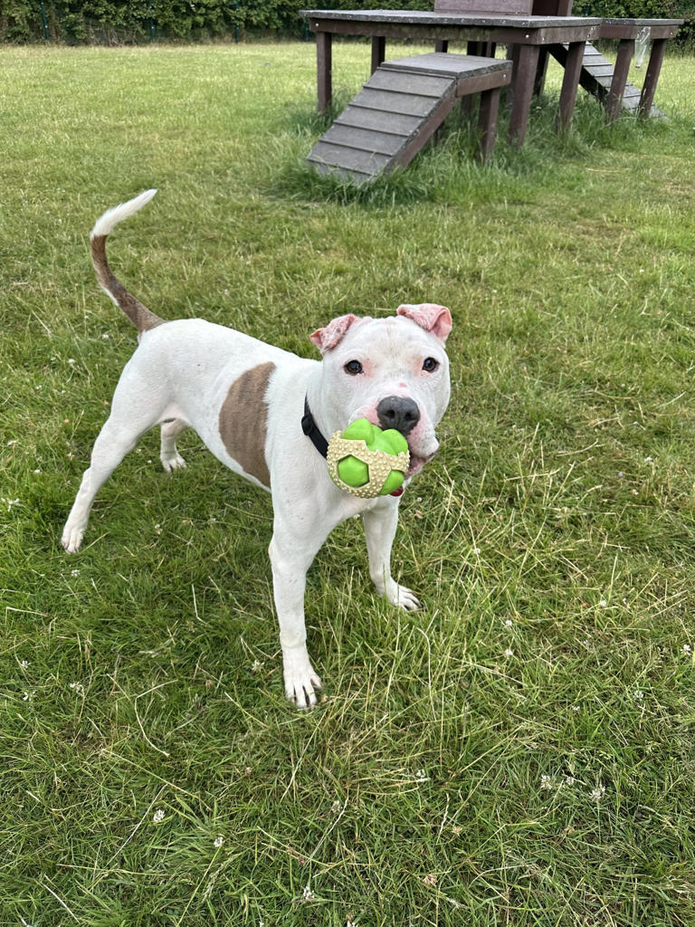 Adopt a dog Sheffield: Look into the eyes of these 11 expressive dogs ...