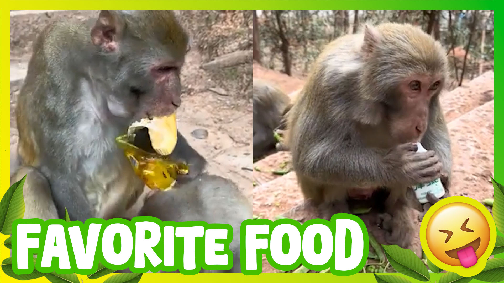 Monkey Enjoys Its Favorite Food