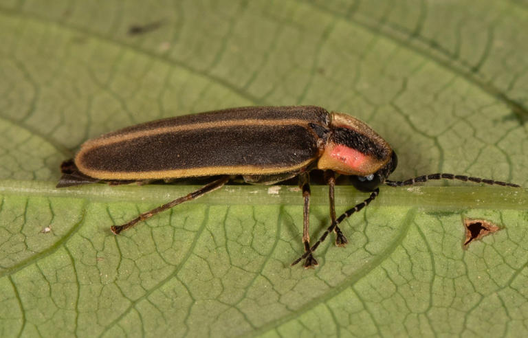 Nature: Fireflies are scarcer than a few decades ago